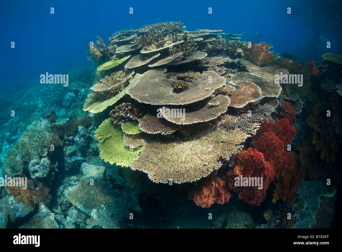 Table Corals on coral reef Acropora hyacinthus Raja Ampat West Papua ...