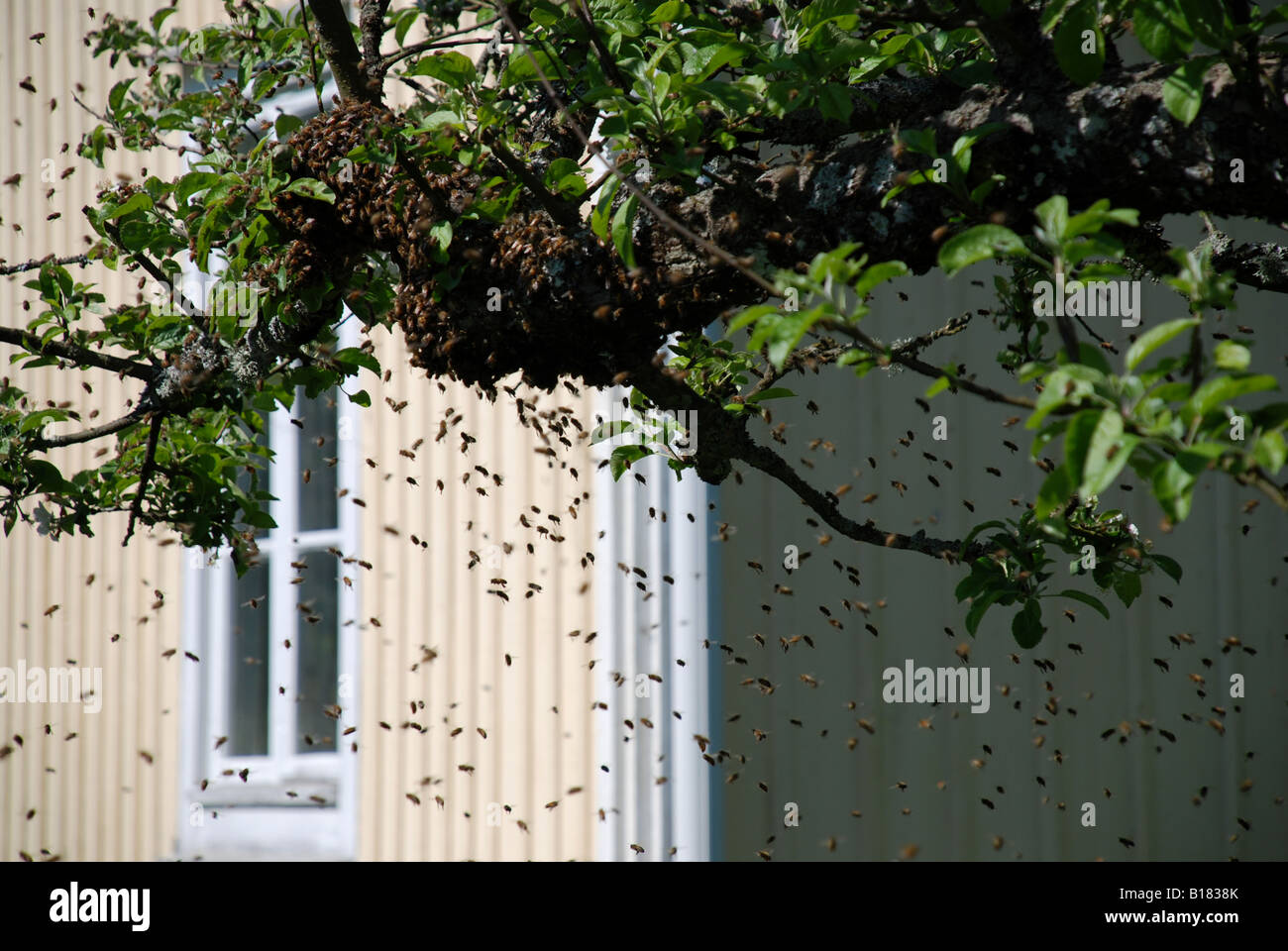 Bee swarm in a apple tree in front of a house Stock Photo - Alamy