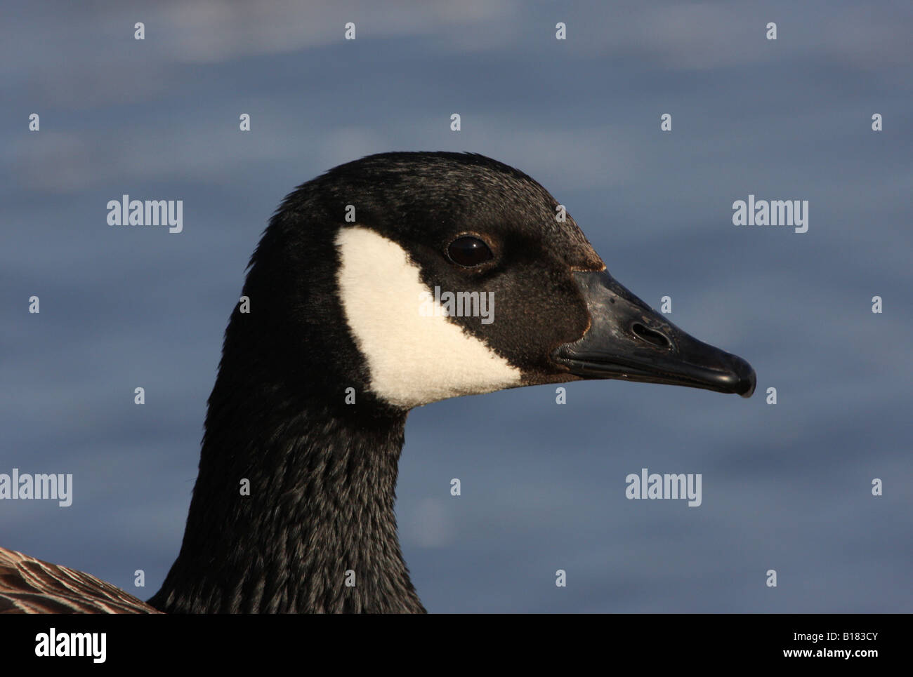 Head of Canada Goose Stock Photo - Alamy