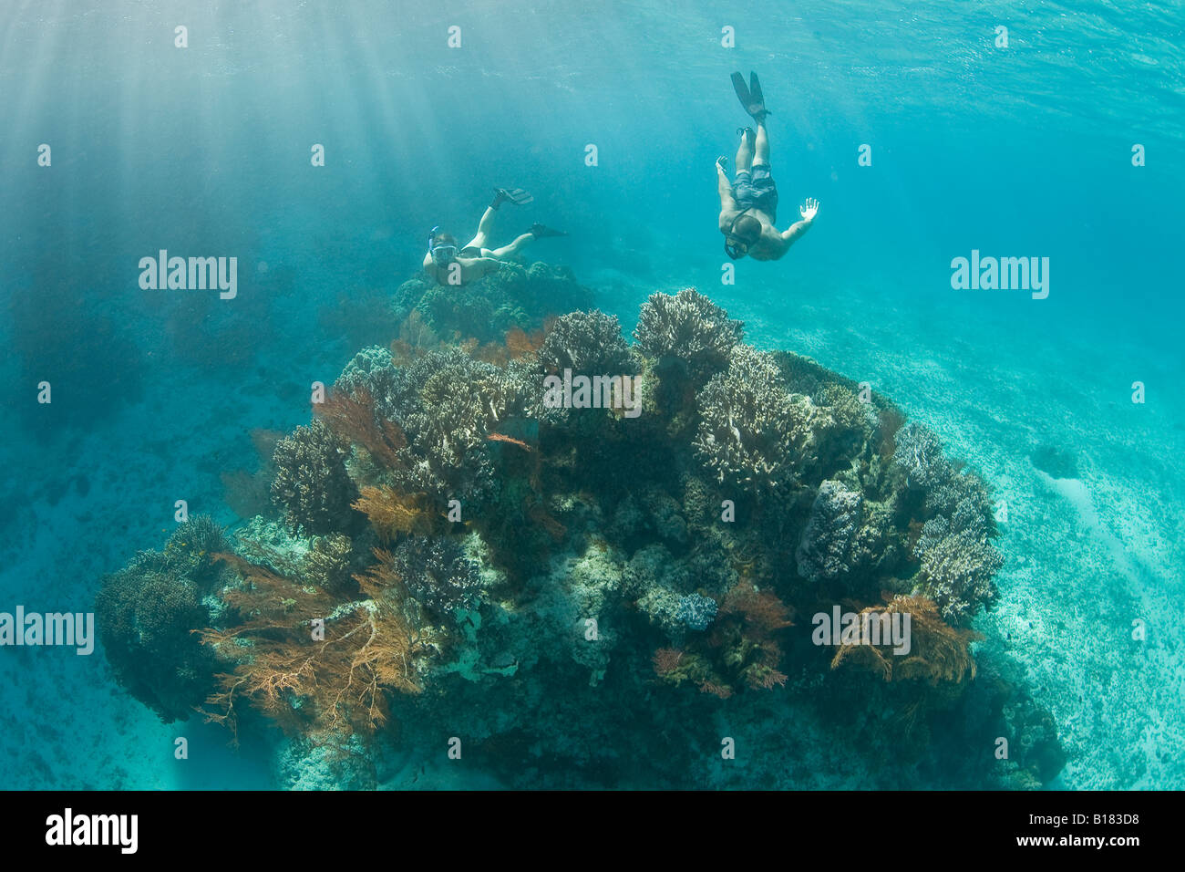 Table coral snorkeler hi-res stock photography and images - Alamy