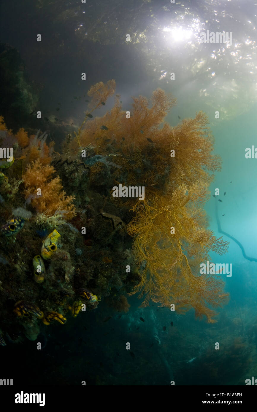 Yellow sea fan and Mangroves Raja Ampat West Papua Indonesia Stock ...