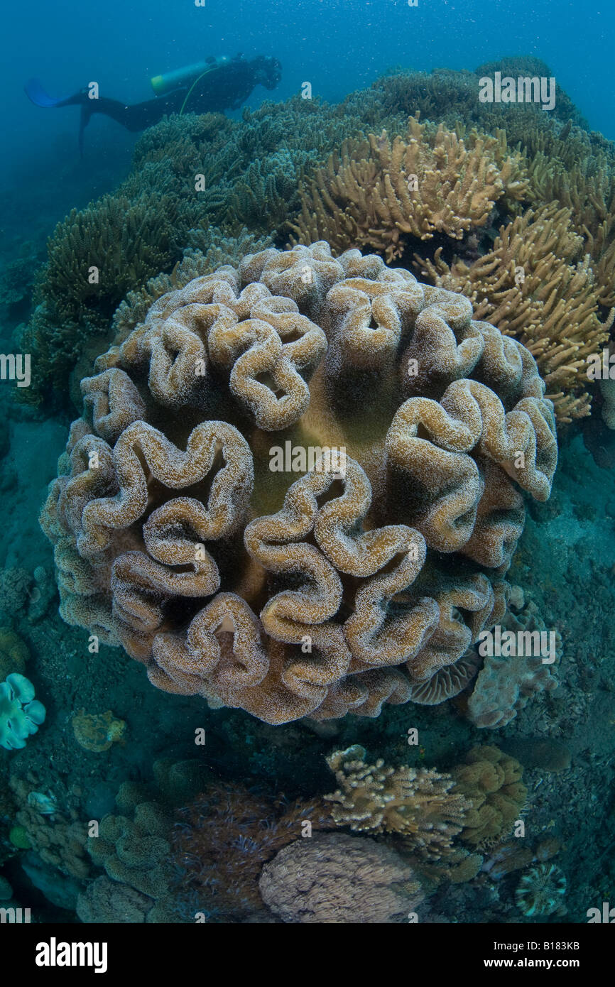 Diver at Reef of soft leather corals Sarcophyton Sinularia Lithophytum ...