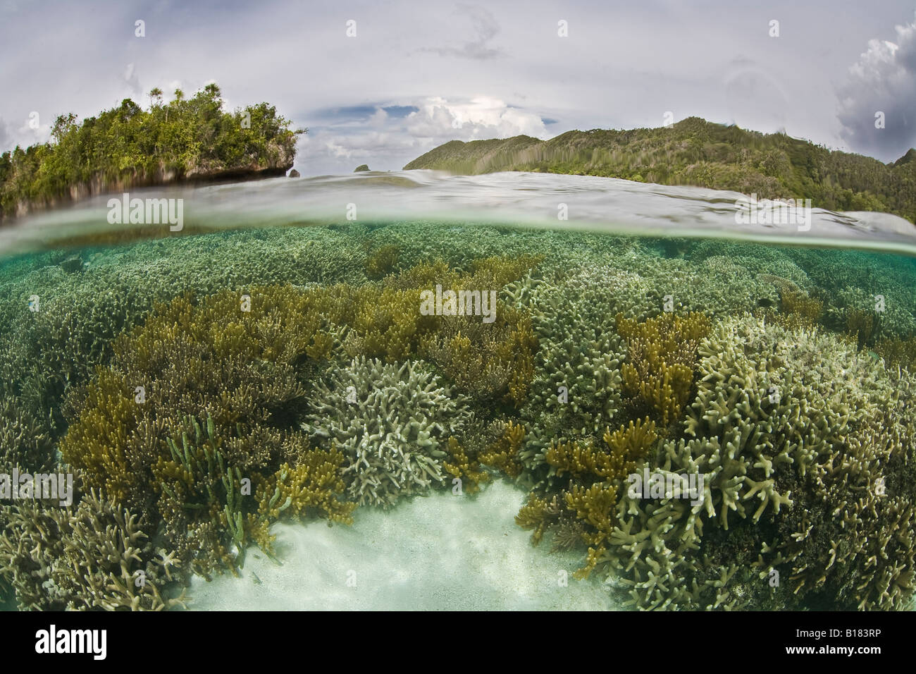 Coral reef split image Raja Ampat West Papua Indonesia Stock Photo - Alamy