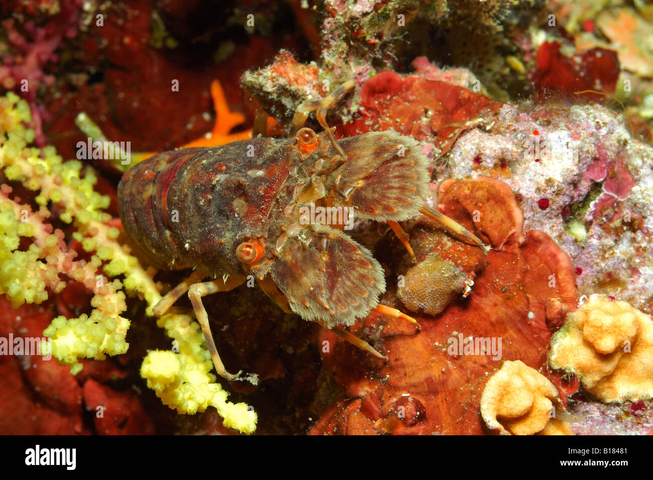 Lesser Locust Lobster Scyllarus arctus Triscavac Bay Susac Island ...