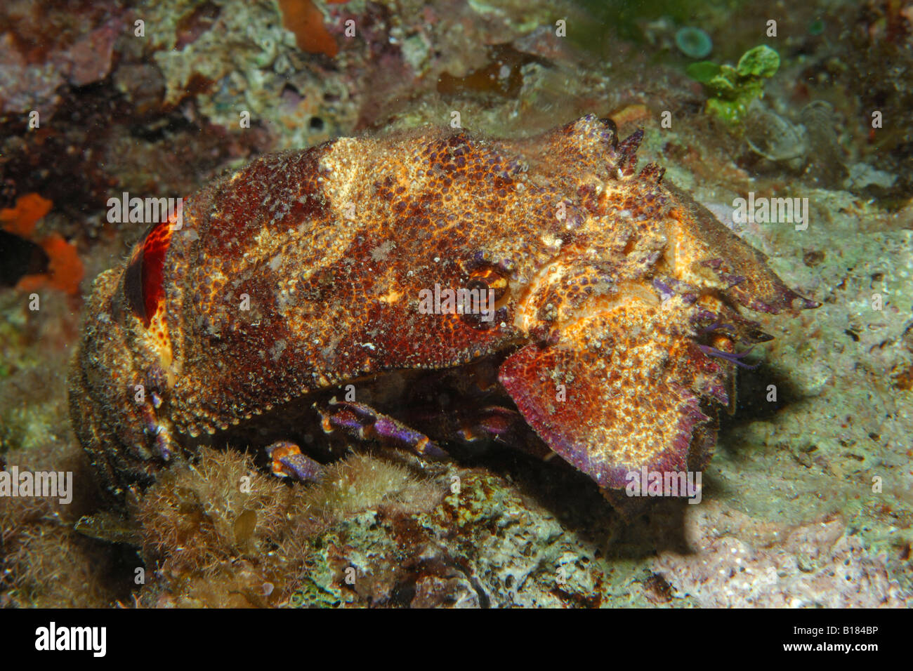 Greater Locust Lobster Scyllarides latus Triscavac Bay Susac Island ...