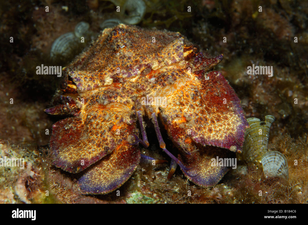 Greater Locust Lobster Scyllarides latus Triscavac Bay Susac Island ...