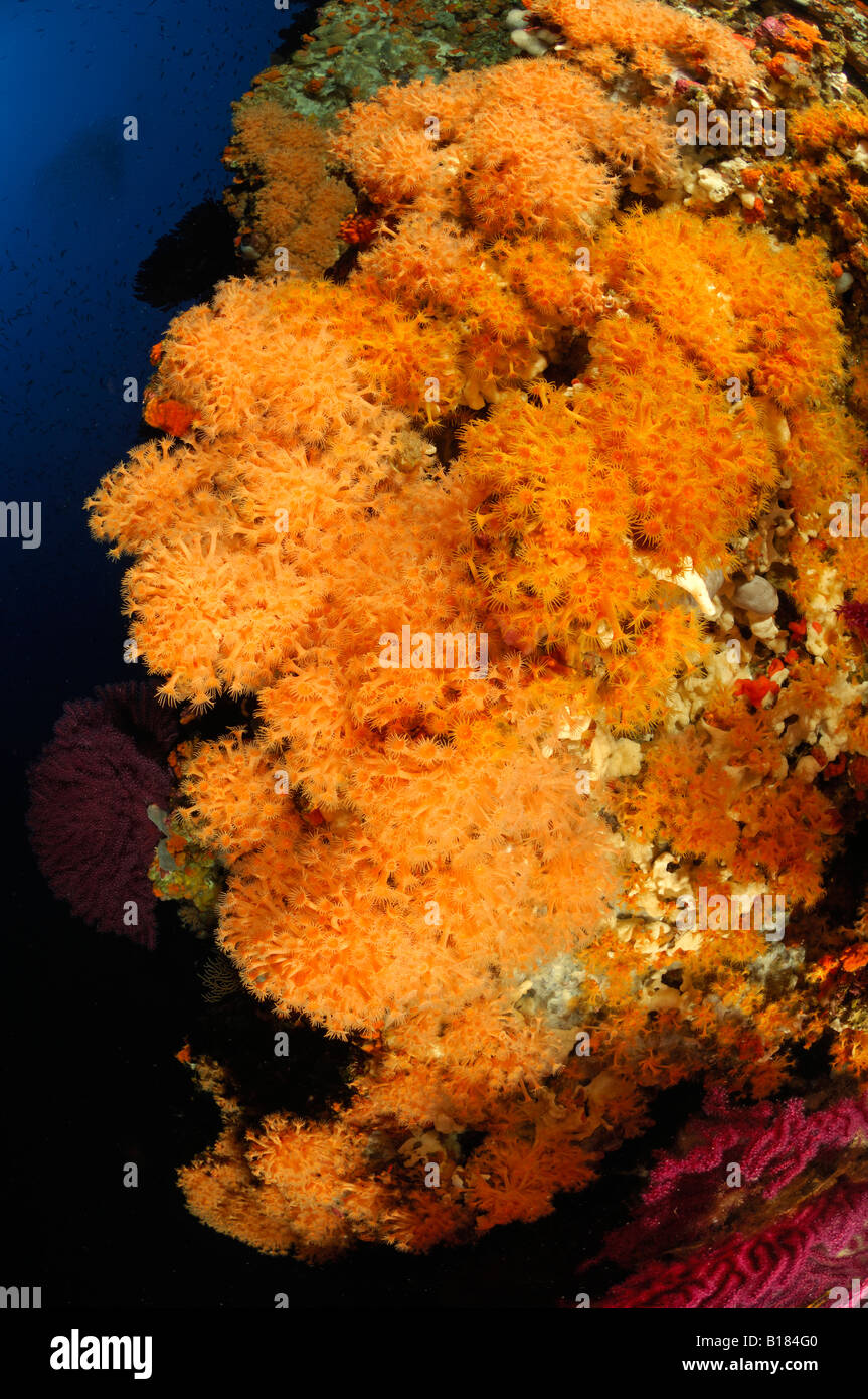 Coral Reef with Yellow Zoanthids Parazoanthus axinellae Triscavac Bay ...