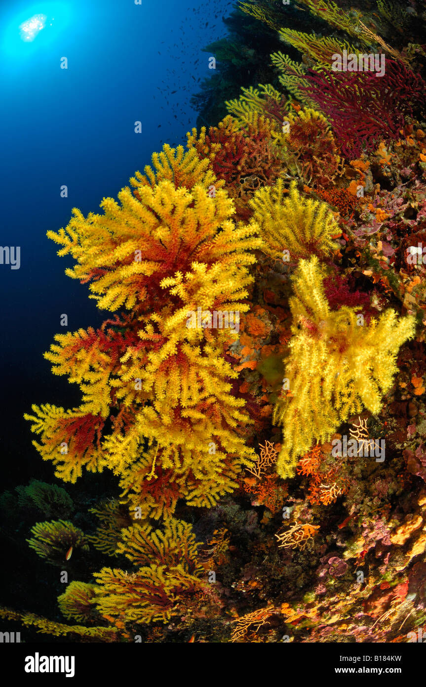 Variable gorgonians hi-res stock photography and images - Alamy