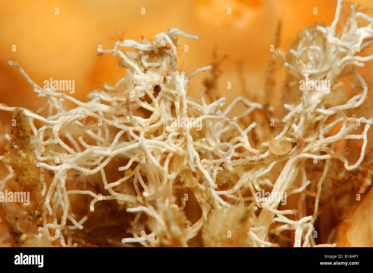 Tangled Tube Worm Salmacina spec Triscavac Bay Susac Island Adriatic ...