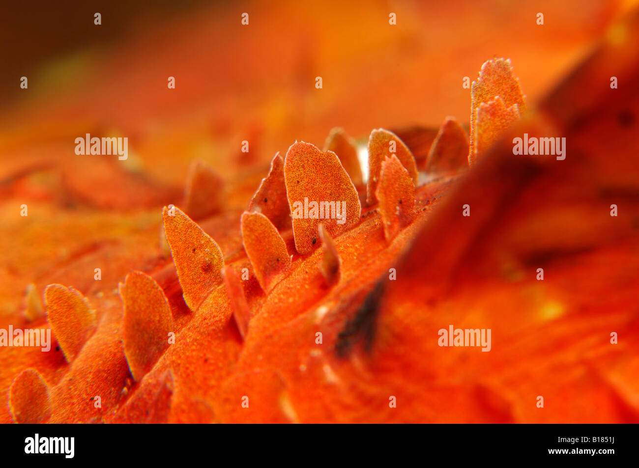 Great Red Rockfish Detail of Scale and Skin Scorpaena scrofa Triscavac ...