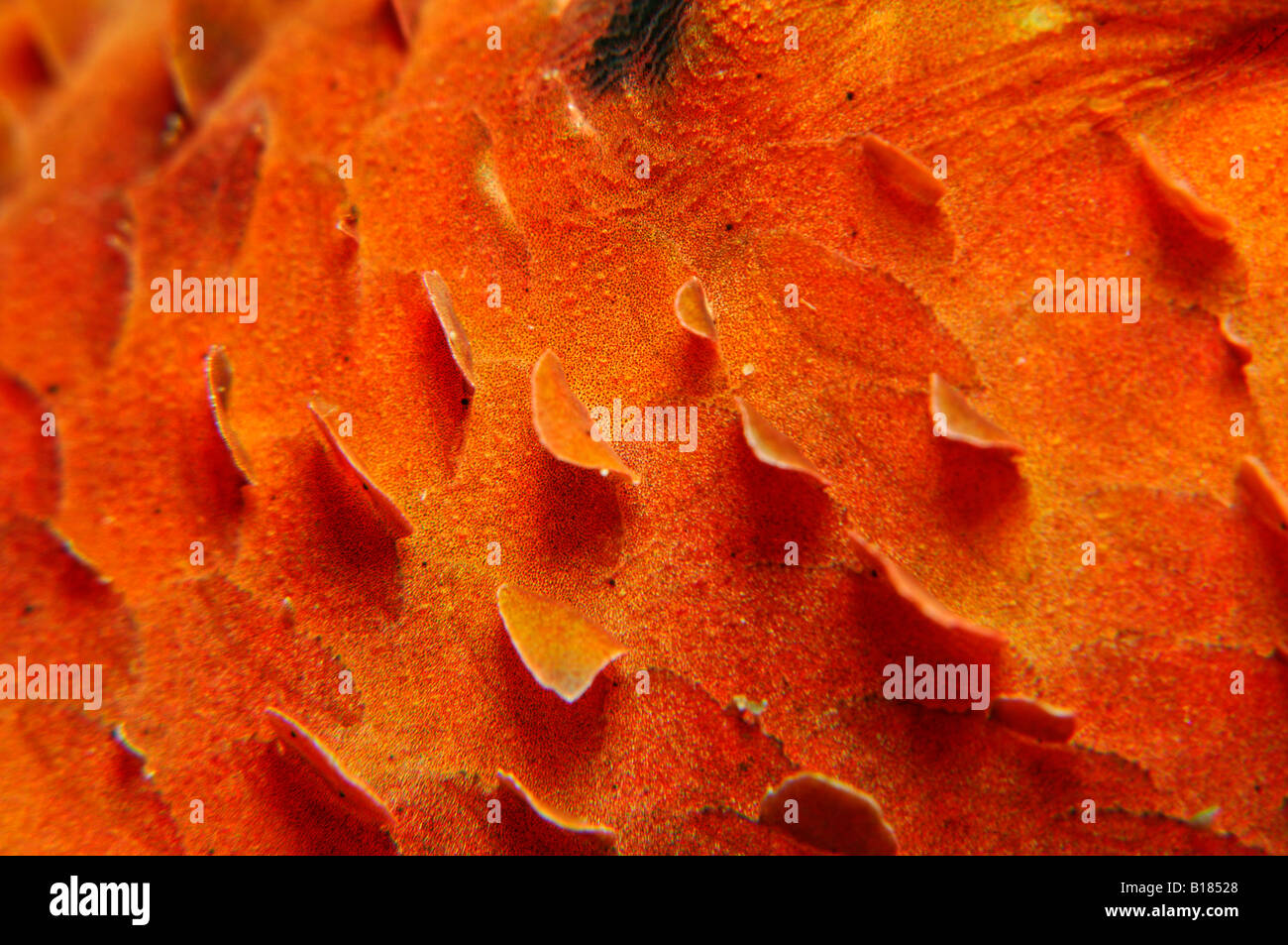 Great Red Rockfish Detail of Scale and Skin Scorpaena scrofa Triscavac ...