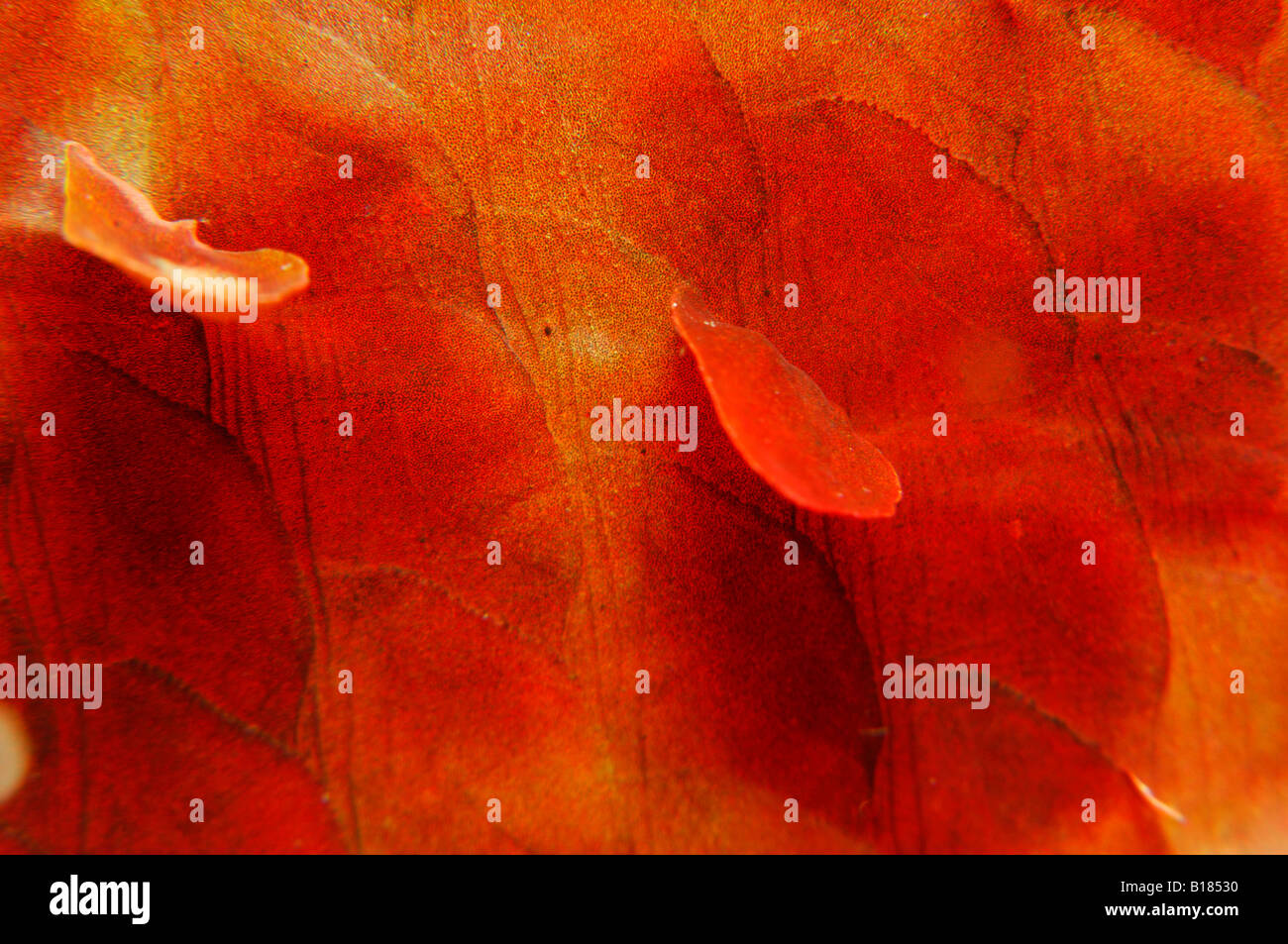 Great Red Rockfish Detail of Scale and Skin Scorpaena scrofa Triscavac ...