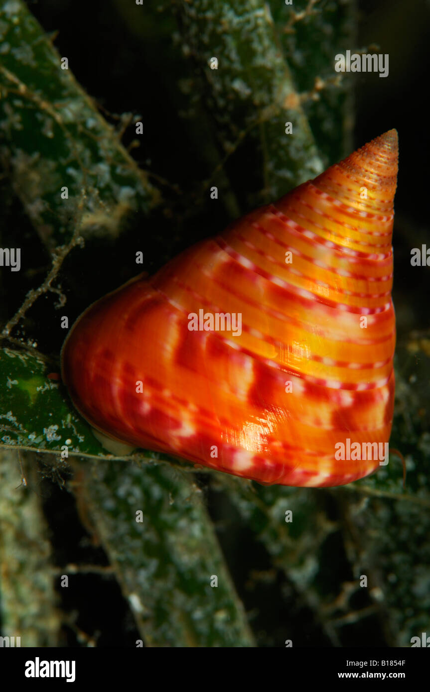 Red Brown Top Snail Calliostoma conulum Grk Bay Susac Island Adriatic ...