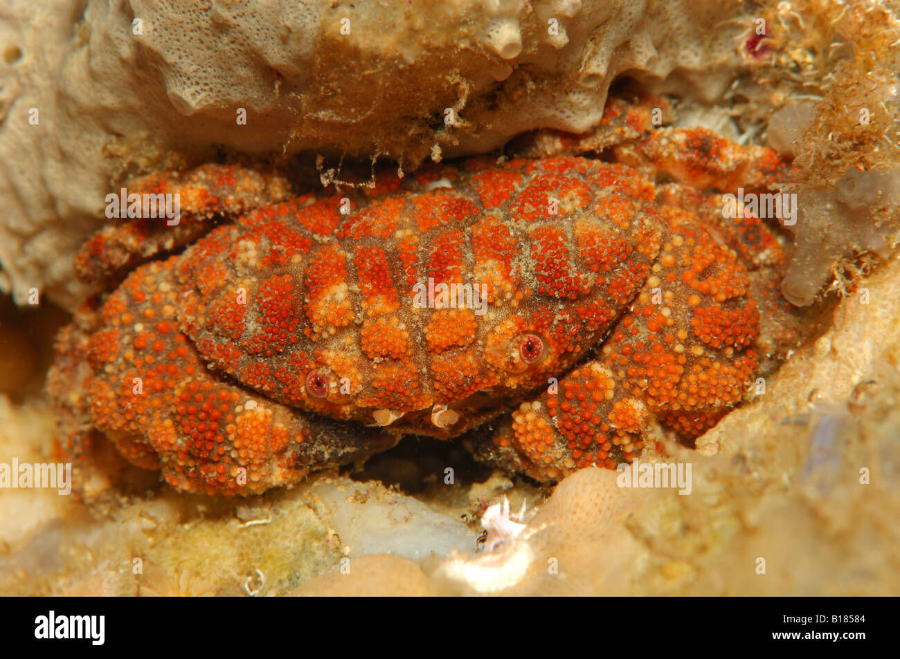 Xanthidae hi-res stock photography and images - Alamy