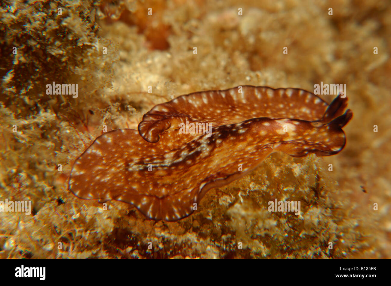 Turbellaria hi-res stock photography and images - Alamy