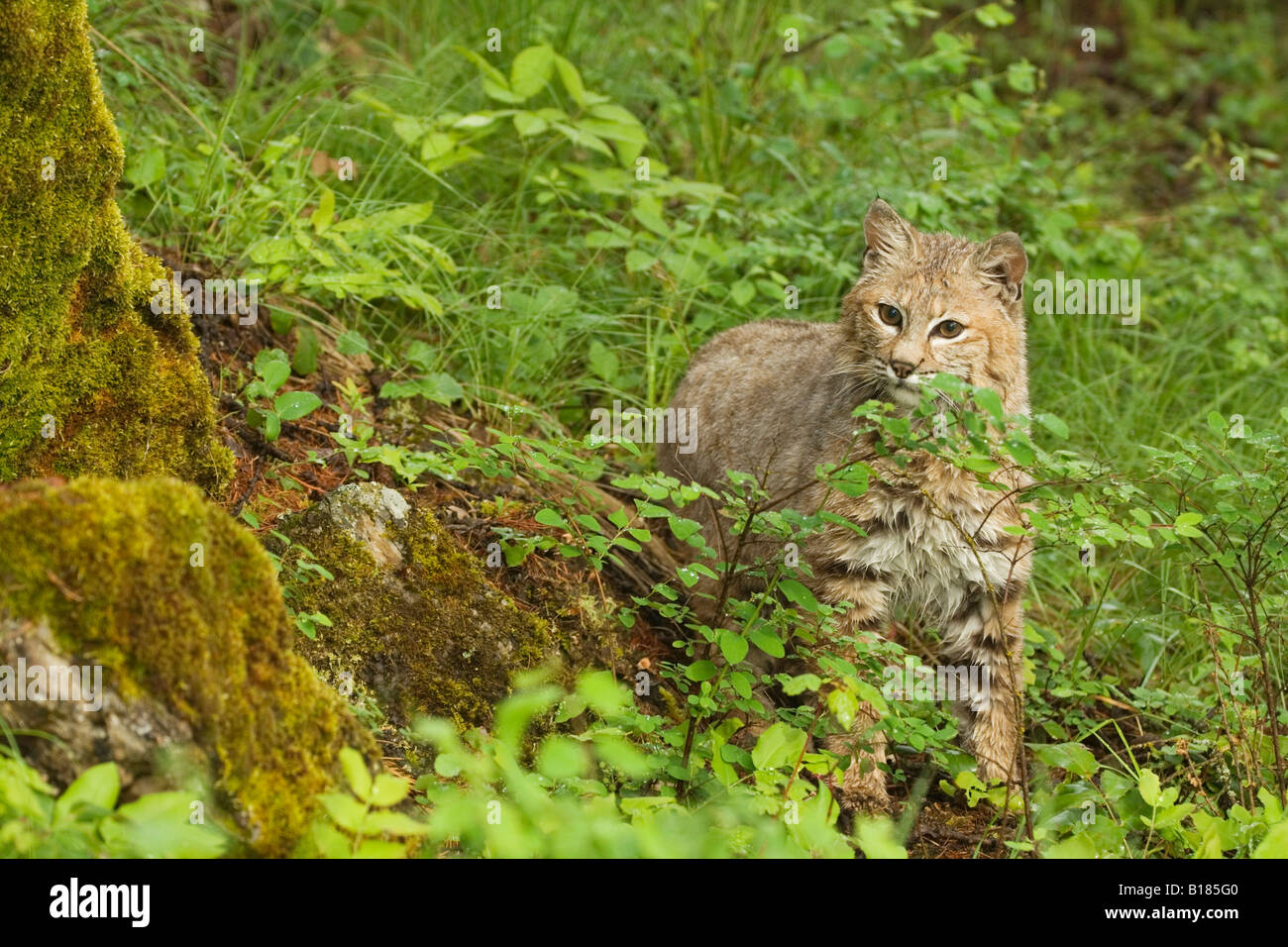 Bobcat in wet mountain forest (Felis rufus Stock Photo - Alamy