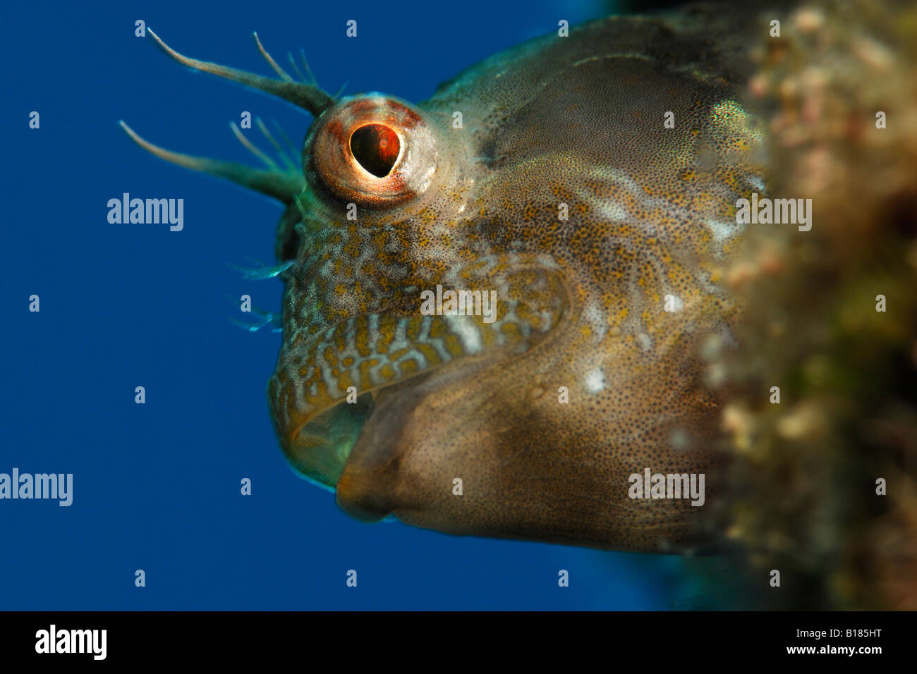 Horned Blenny Parablennius tentacularis Triscavac Bay Susac Island ...