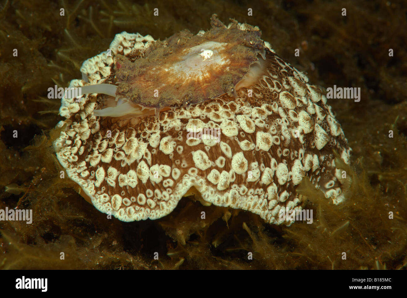 Mediterranean Umbrella Snail Umbraculum mediterraneum Triscavac Bay ...
