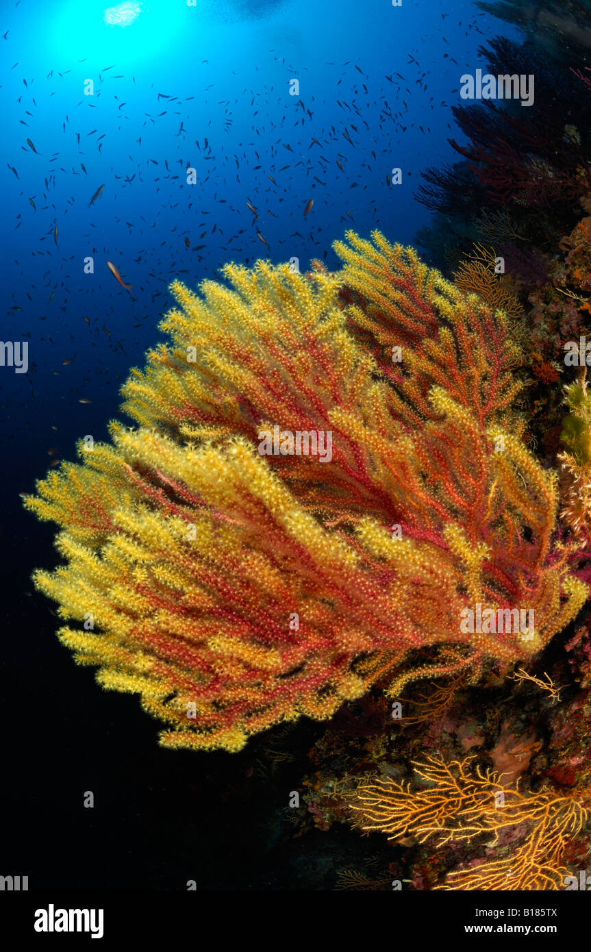 Gorgon Coral High Resolution Stock Photography and Images - Alamy