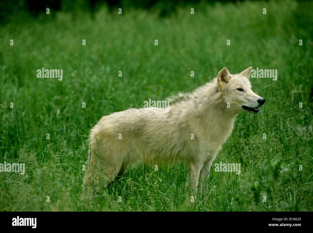 Wolf (Canis lupus) Alberta, Canada Stock Photo - Alamy