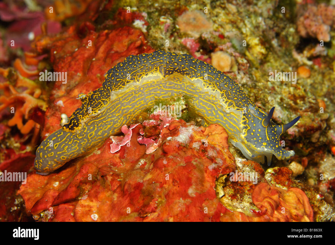 Yellow violet Nudibranch Hypselodoris elegans Triscavac Bay Susac ...