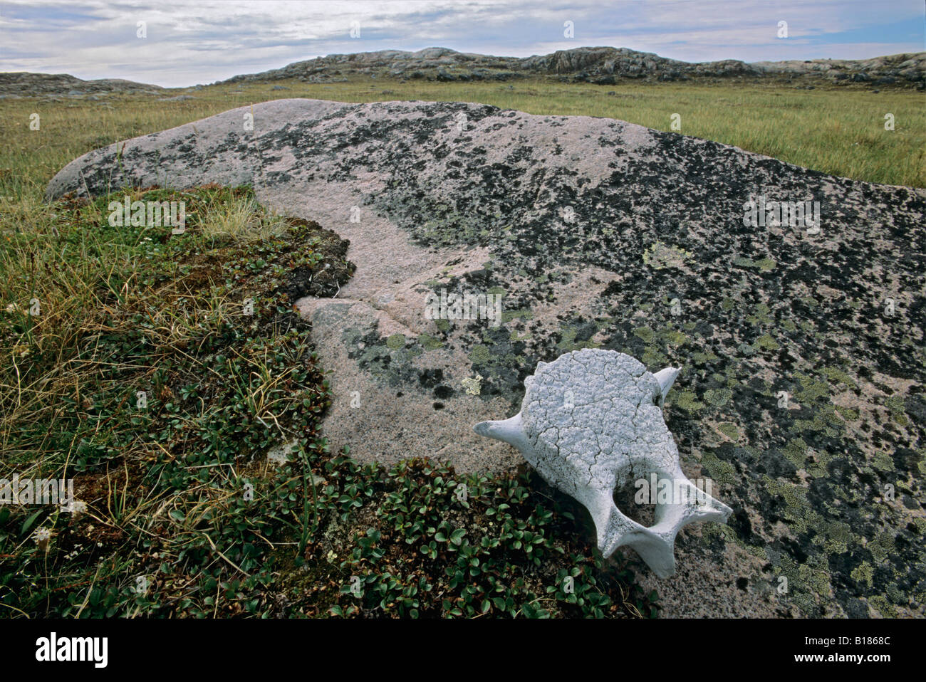 Bowhead whale bone near Thule archaeological site Ukkusiksalik National ...
