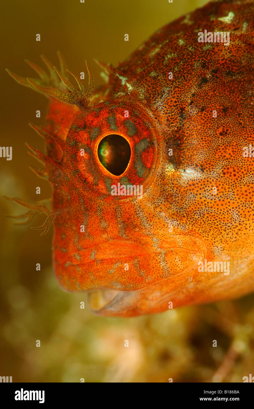 Variable Blenny Parablennius pilicornis Triscavac Bay Susac Island ...