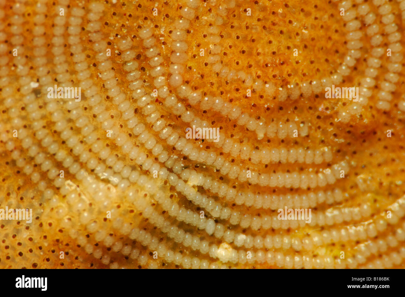 Eggs of Sea Slug Triscavac Bay Susac Island Adriatic Sea Croatia Stock ...