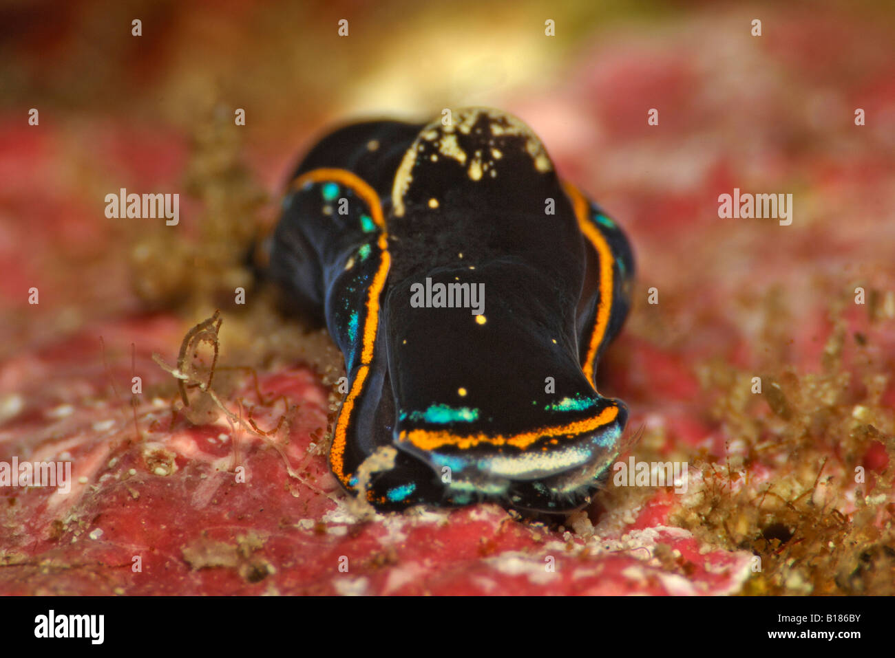 Aglajidae Sea Slug Triscavac Bay Susac Island Adriatic Sea Croatia ...