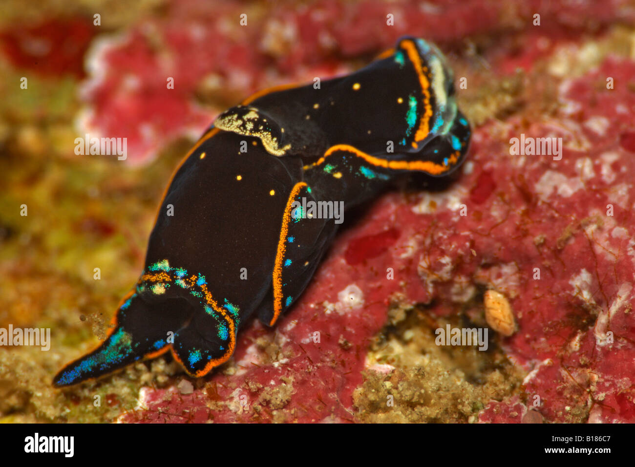 Aglajidae hi-res stock photography and images - Alamy