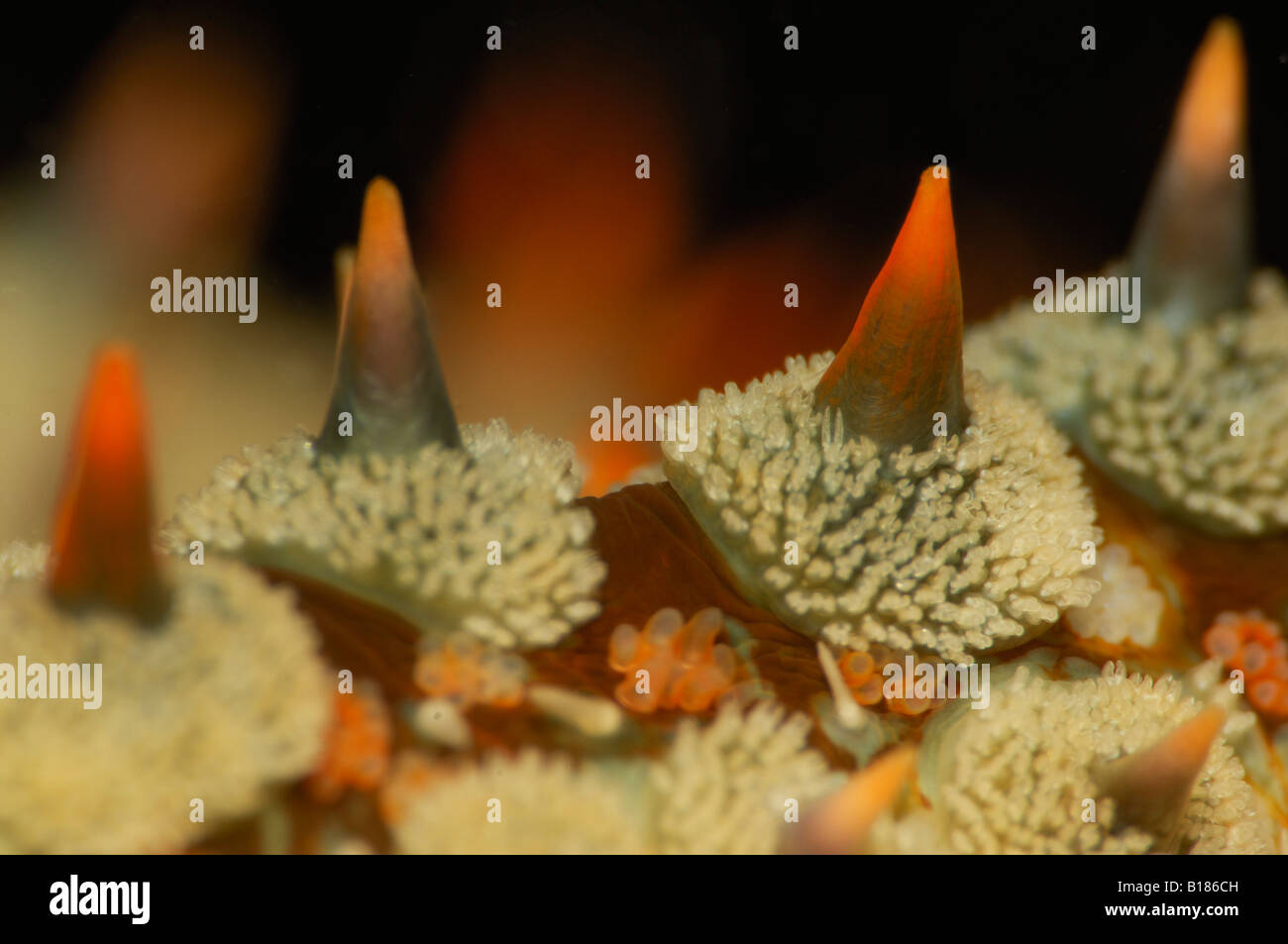Sting and Skin of Spiny Starfish Marthasterias glacialis Triscavac Bay ...