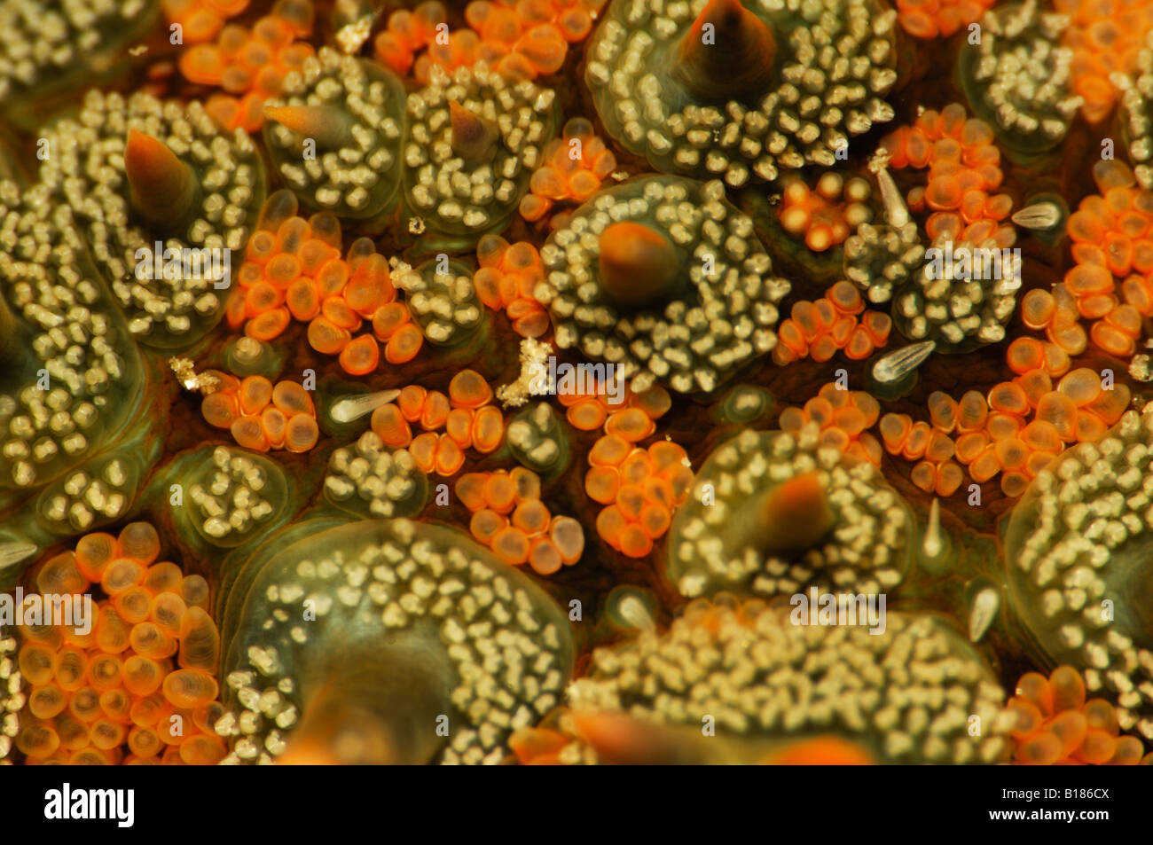 Sting and Skin of Spiny Starfish Marthasterias glacialis Triscavac Bay ...