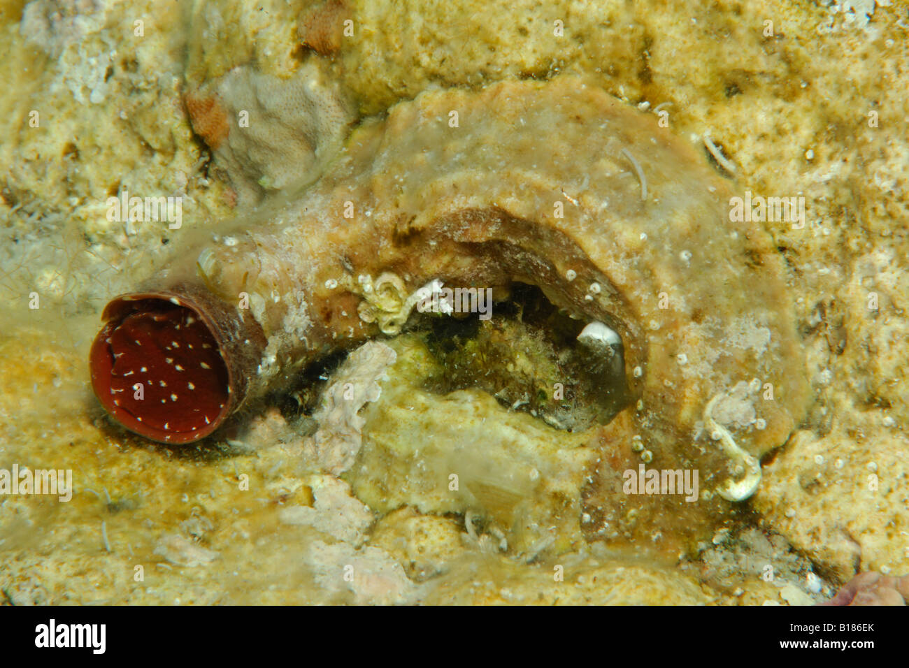 Worm shell hi-res stock photography and images - Alamy