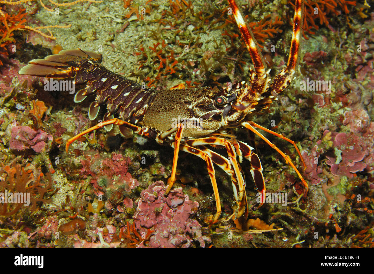 European spiny lobster palinurus elephas hi-res stock photography and ...