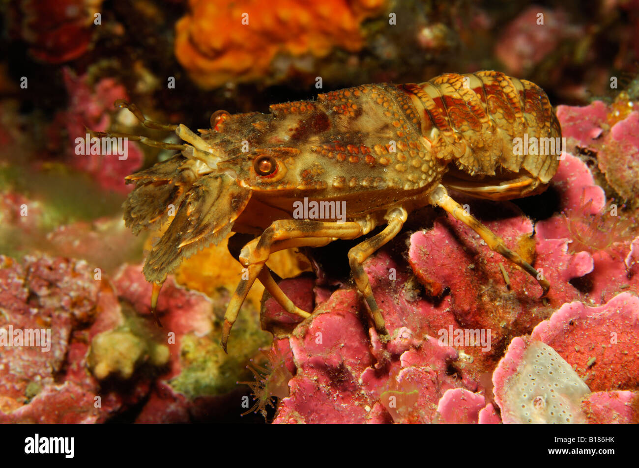 Lesser Locust Lobster Scyllarus arctus Triscavac Cape Susac Island ...