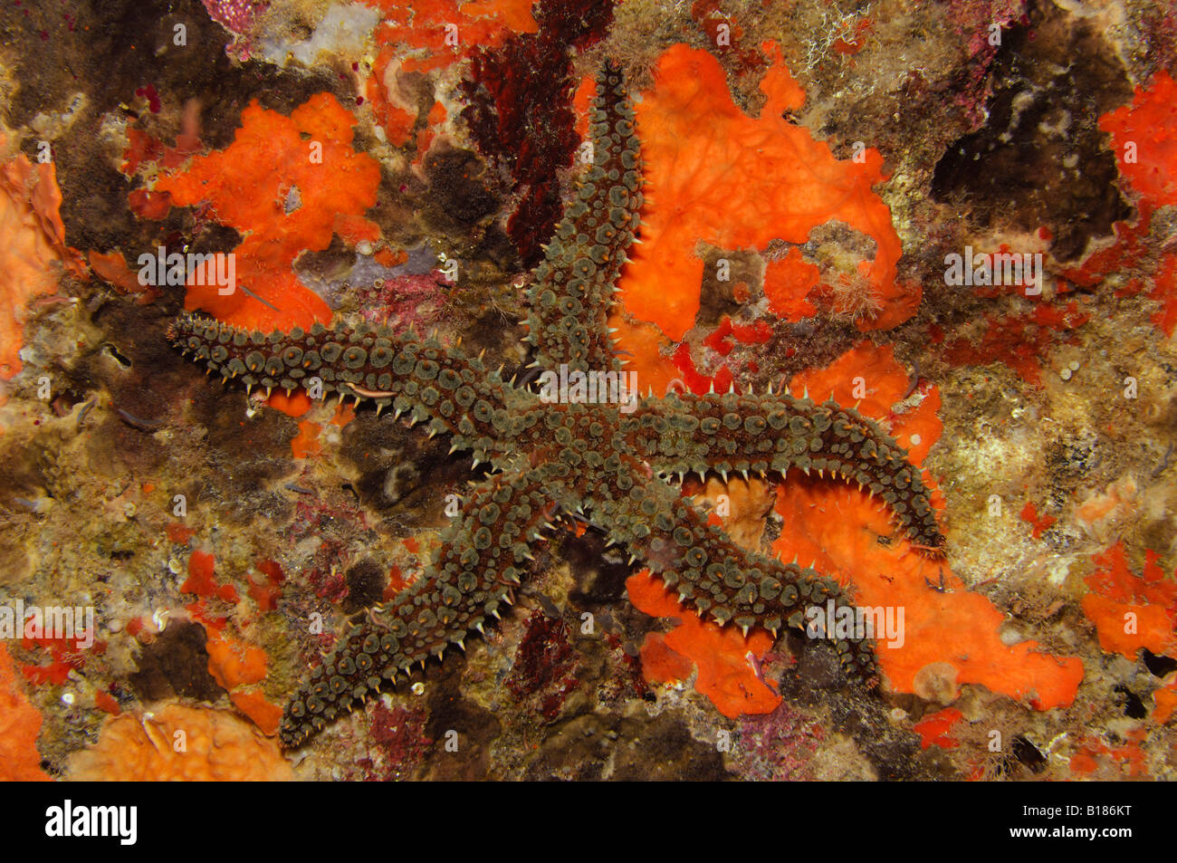Mediterranean Spiny Starfish Marthasterias glacialis Triscavac Cape ...