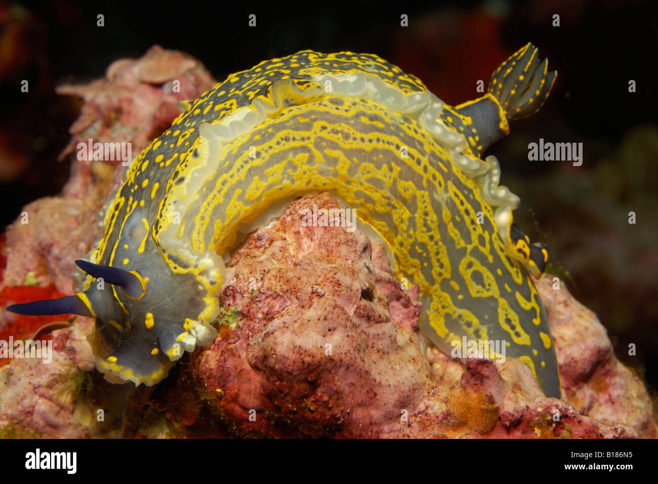 Yellow violet Nudibranch Hypselodoris elegans Triscavac Bay Susac ...