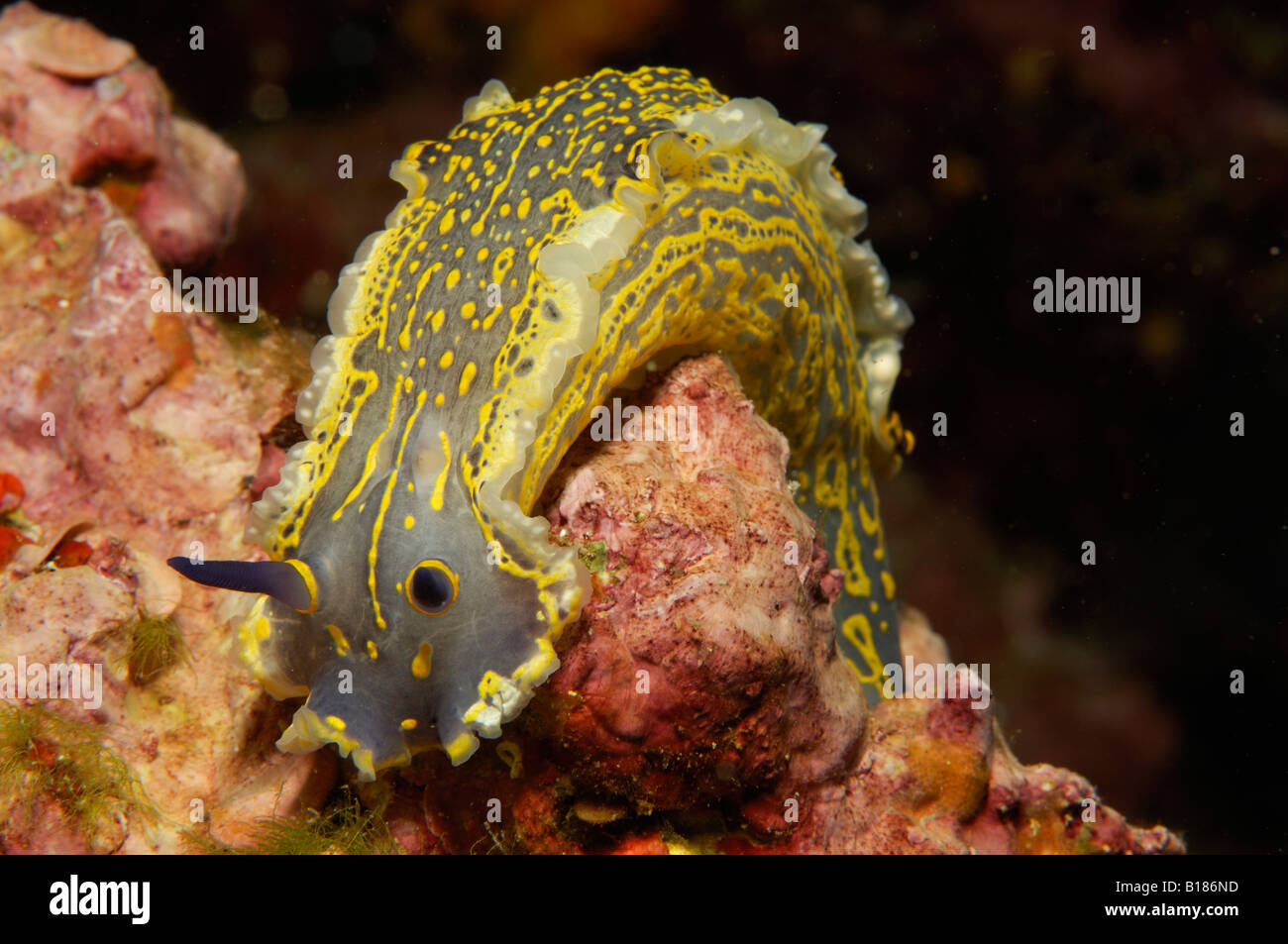 Violet sea snails hi-res stock photography and images - Alamy