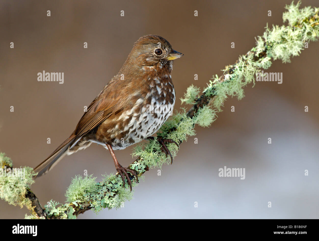 Fox Sparrow, Victoria, Vancouver Island, British Columbia, Canada Stock ...