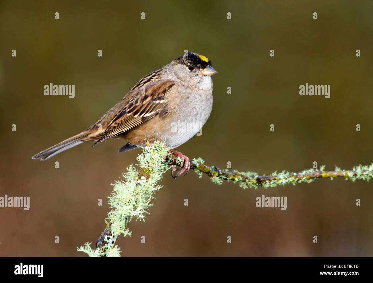 Golden-crowned Sparrow, Victoria, Vancouver Island, British Columbia ...
