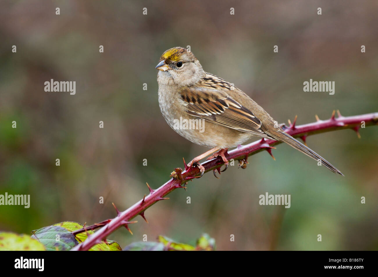 Golden-crowned Sparrow, Victoria, Vancouver Island, British Columbia ...