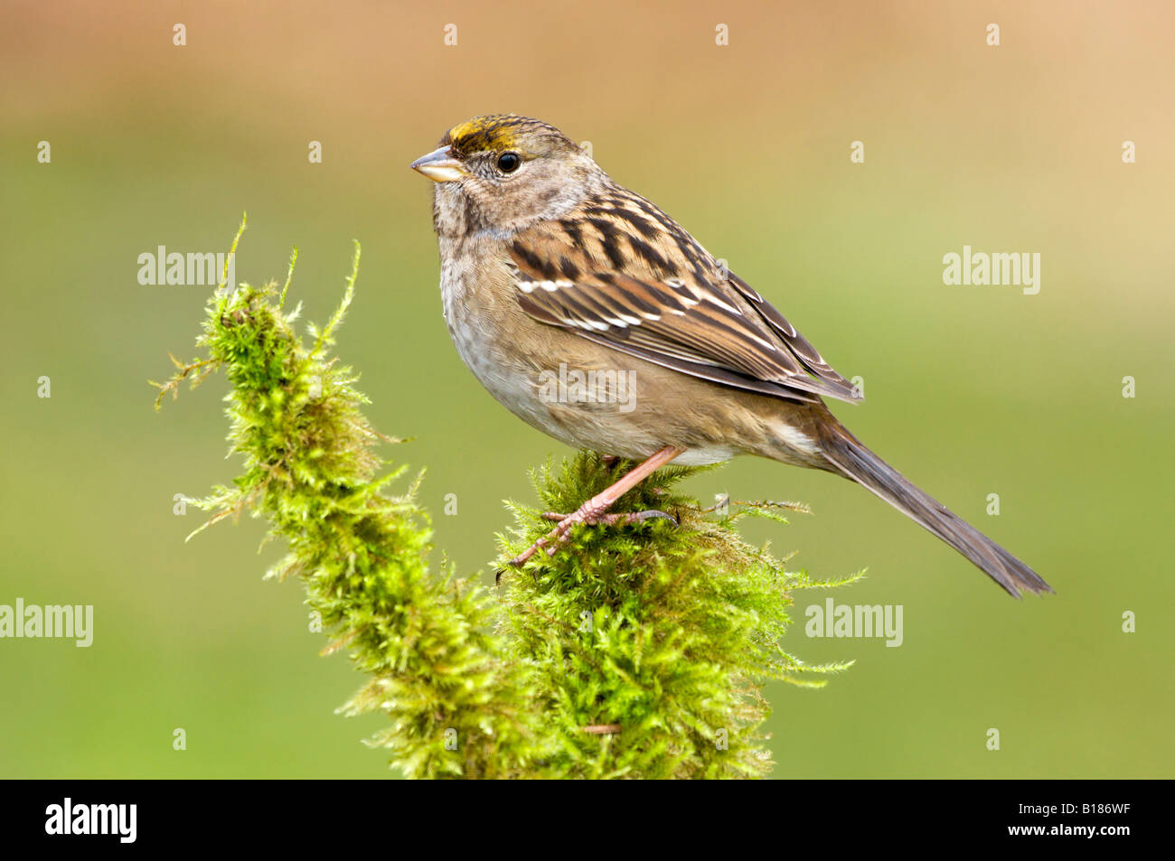 Golden-crowned Sparrow, Victoria, Vancouver Island, British Columbia ...