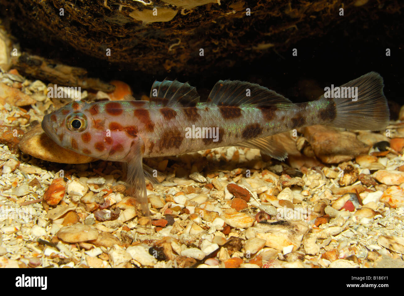 Leopard Goby Thorgobius ephippiatus Triscavac Bay Susac Island Adriatic ...