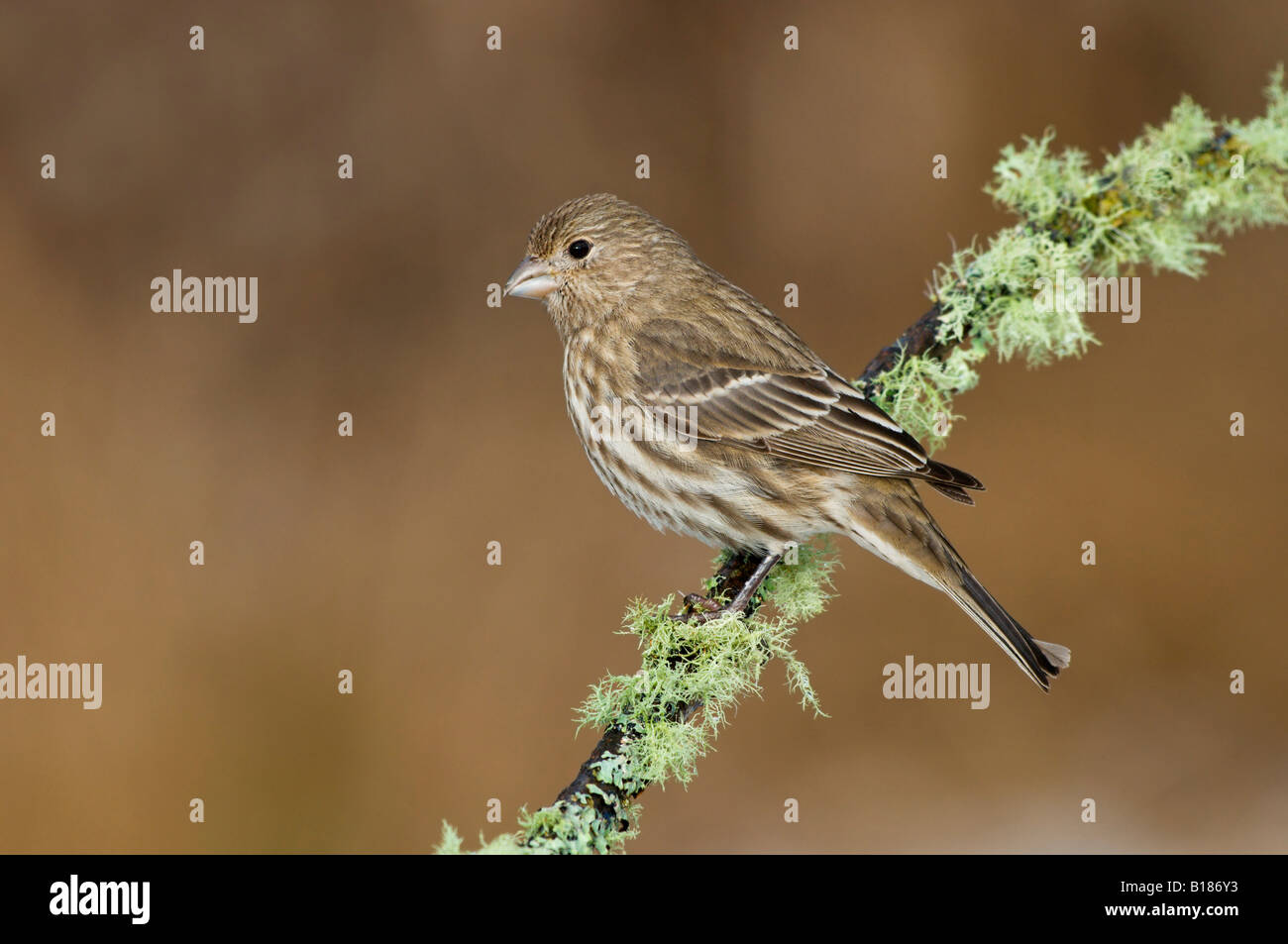 House Finch, Victoria, Vancouver Island, British Columbia, Canada Stock ...