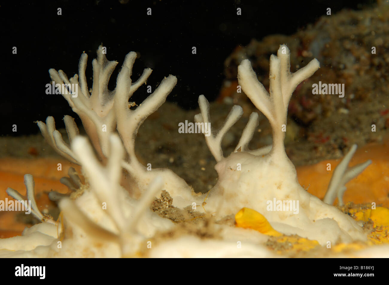 white Mediterranean Sponge Triscavac Bay Susac Island Adriatic Sea ...