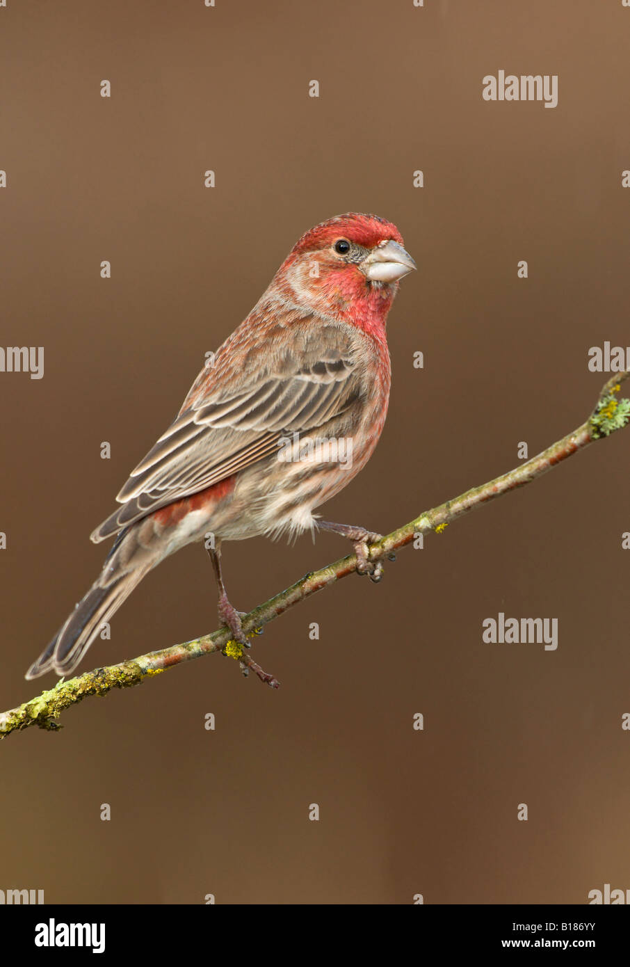 House Finch, Victoria, Vancouver Island, British Columbia, Canada Stock ...