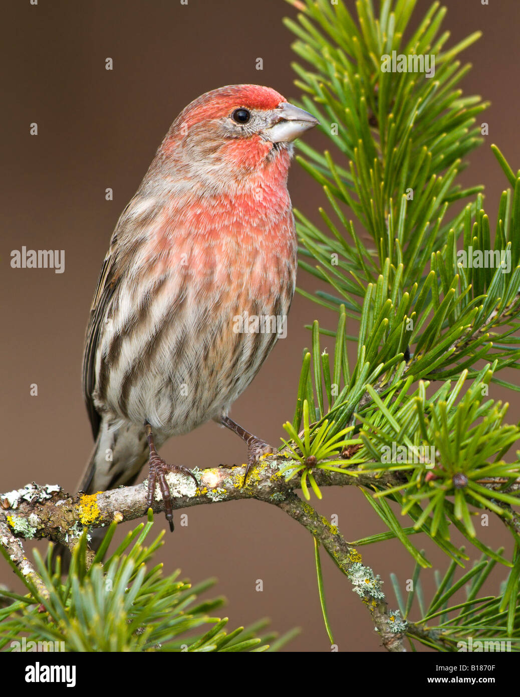 House Finch, Victoria, Vancouver Island, British Columbia, Canada Stock ...