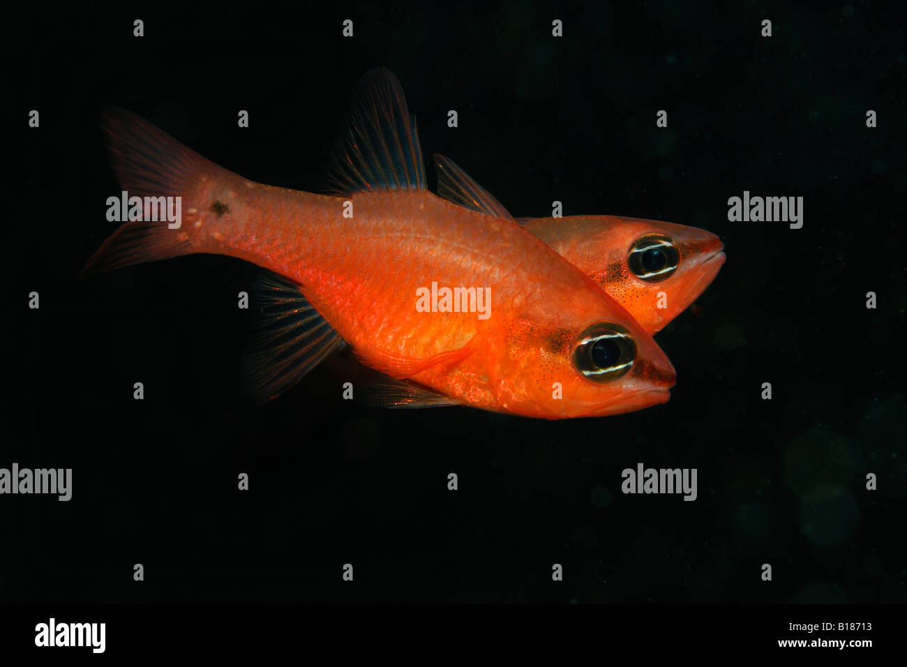 Mediterranean Cardinalfishes mating Apogon imperbis Triscavac Bay Susac ...