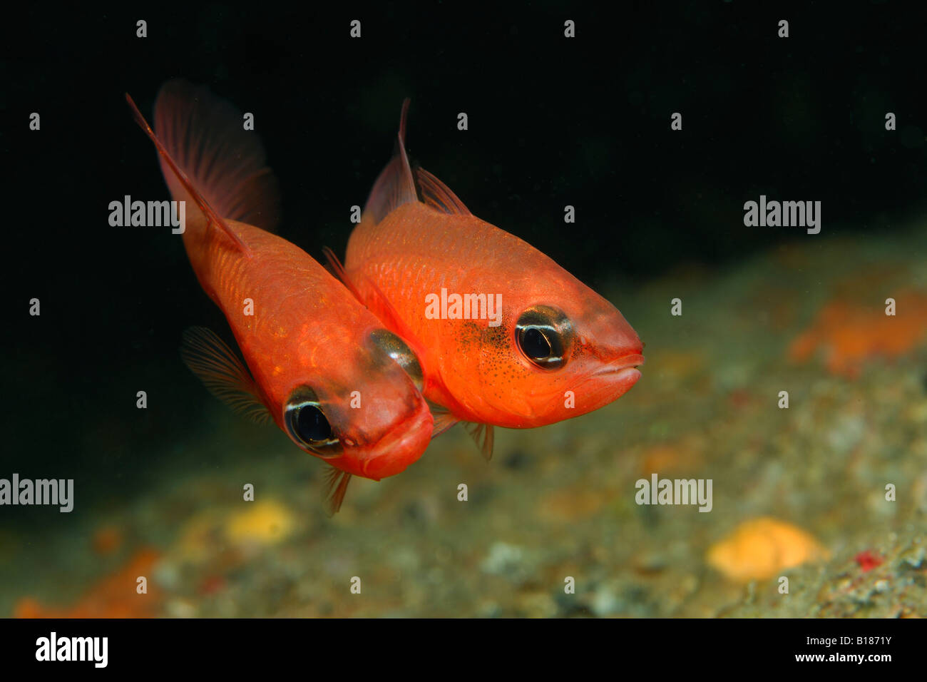 Fish mating close up hi-res stock photography and images - Alamy