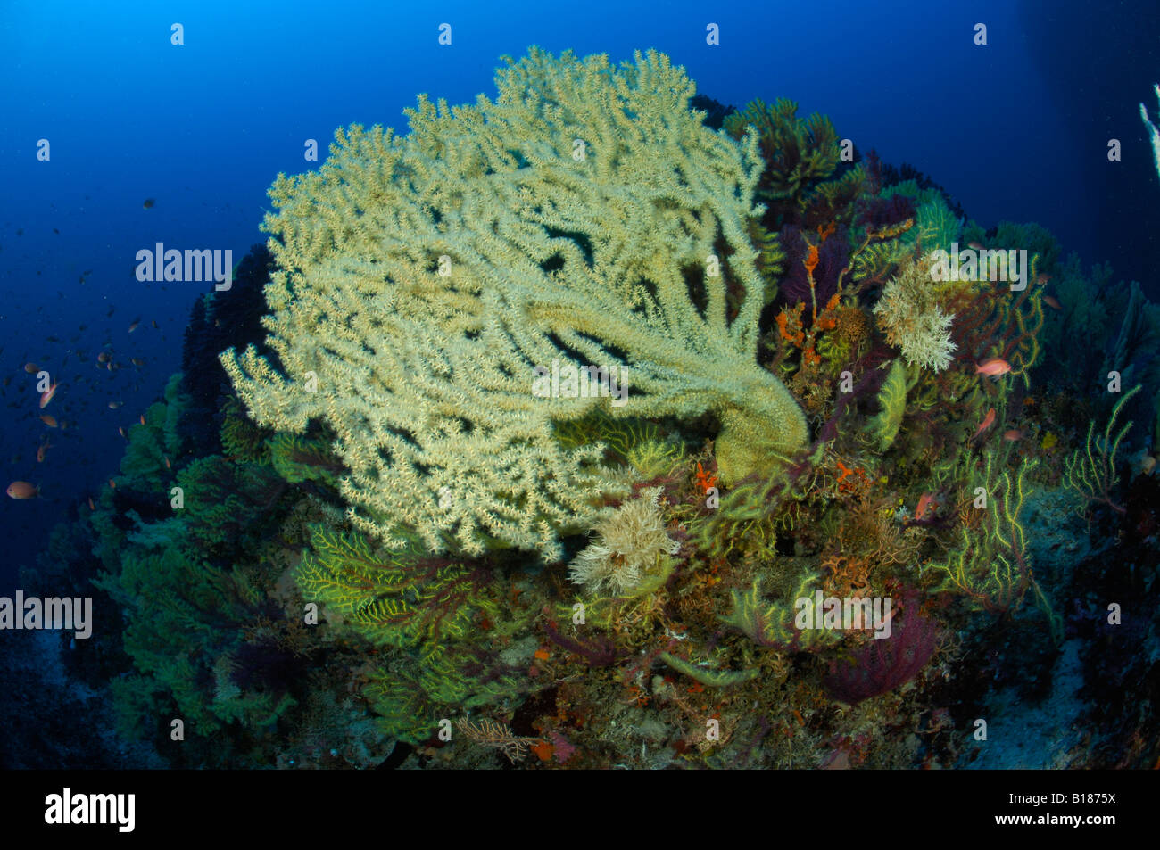 Gorgon Coral High Resolution Stock Photography and Images - Alamy
